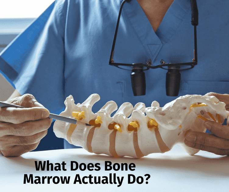 What Does Bone Marrow Actually Do? – Thumper Massager Inc. AU Store